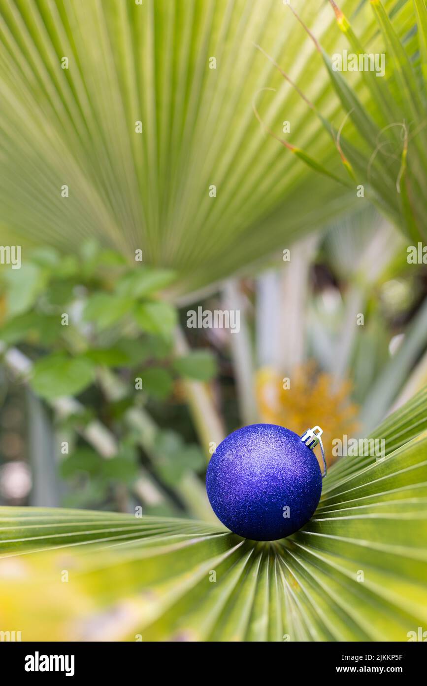 Christmas blue ball on a palm leaf. Christmas in the tropics Stock ...