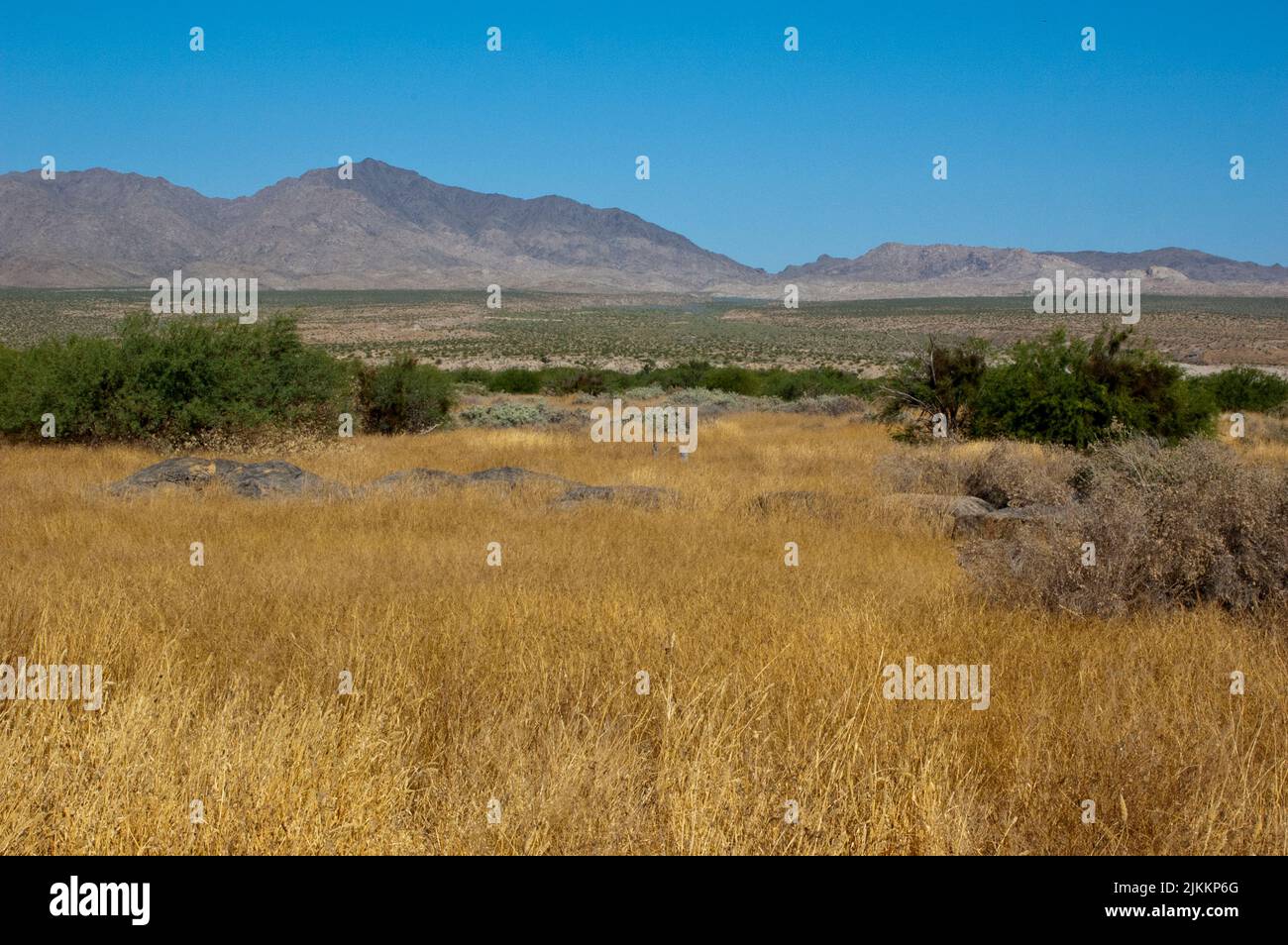 The Mojave Indian tribe traditionally lived in the arid desert lands of ...