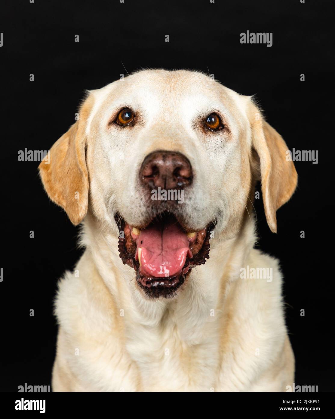 brown labrador dog head in a studio with black background Stock Photo ...