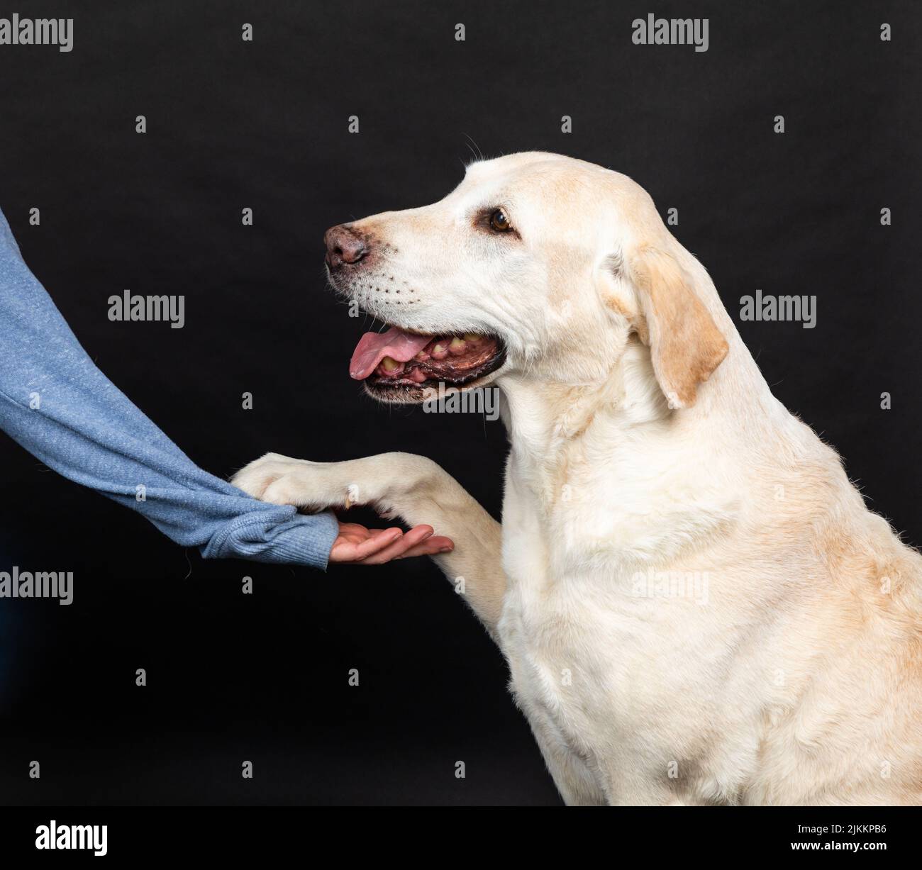 brown labrador dog gives a paw in a studio with black background Stock ...