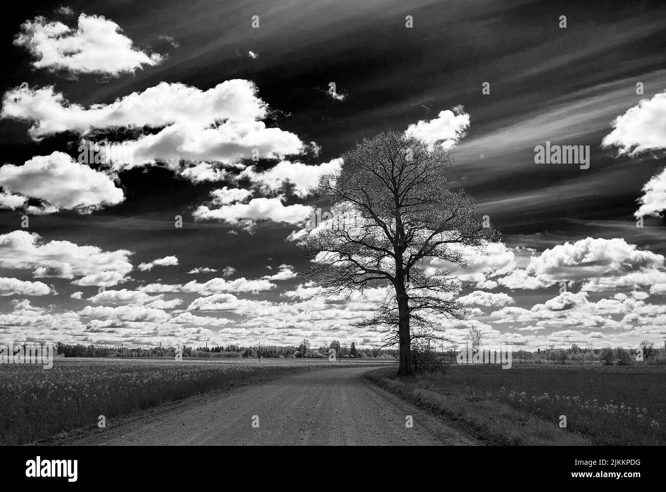 A beautiful greyscale landscape of a tree on a long dirt road in the ...