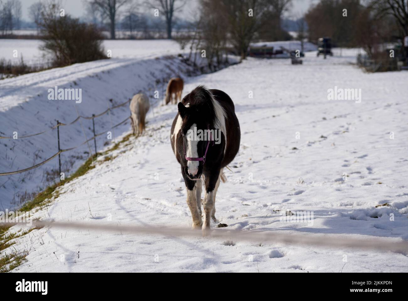 A black and white horse walking in the snowy fenced field in winter ...