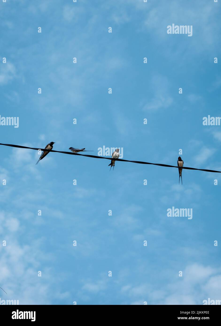 Birds vertical hi-res stock photography and images - Alamy