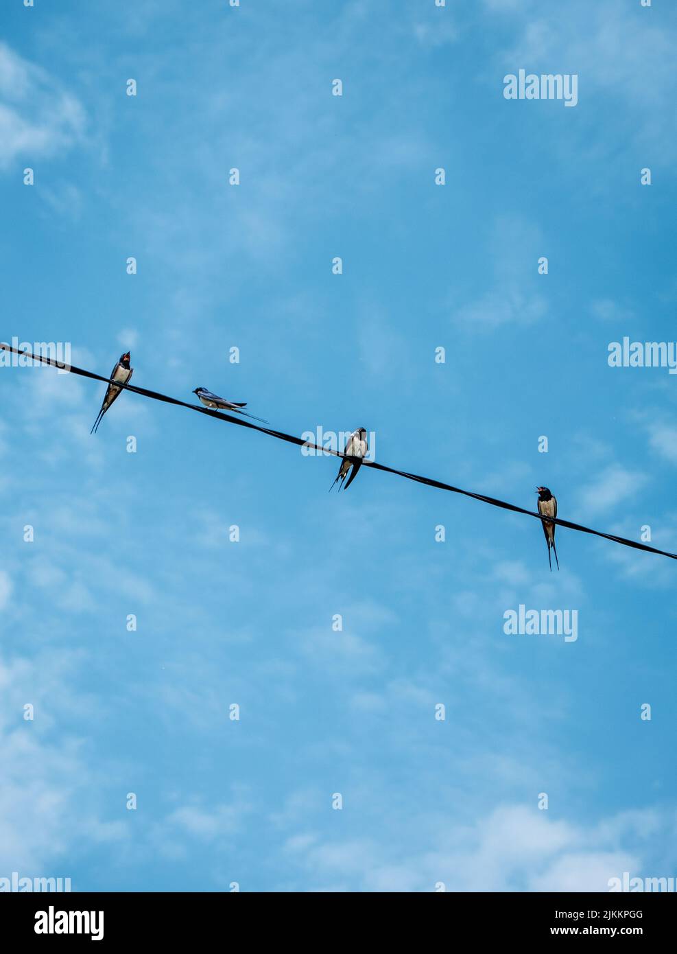 Birds vertical hi-res stock photography and images - Alamy