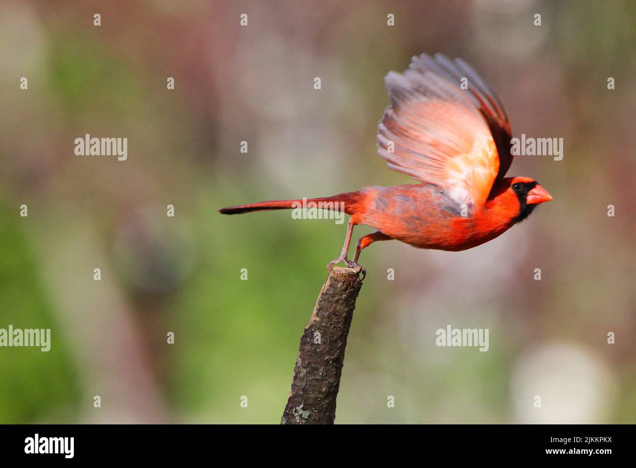 A close-up shot of a Northern cardinal taking off a tree twig on a ...