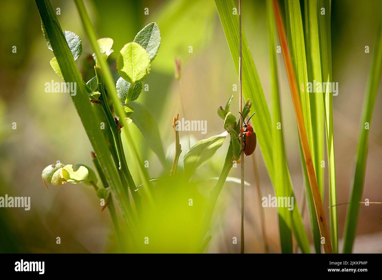 A close-up shot of a Scarlet lily beetle on a plant in the garden Stock ...