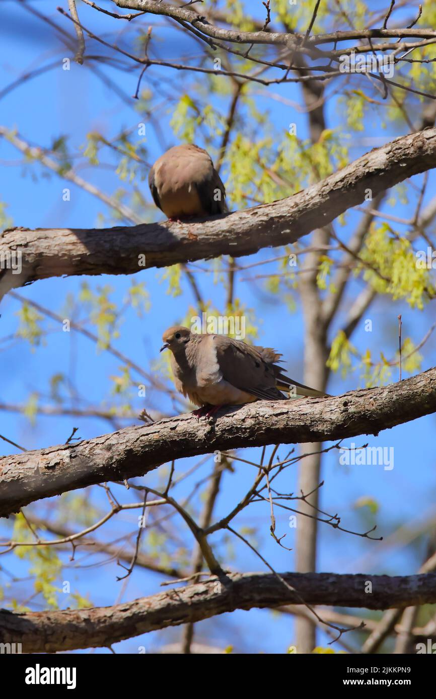Two doves branch hi-res stock photography and images - Alamy