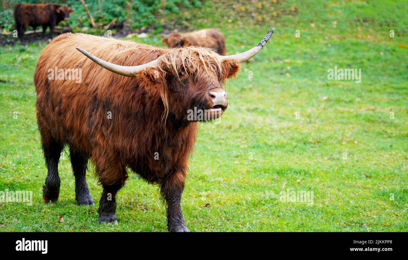 A brown scottish highland cow in the field in spring Stock Photo - Alamy