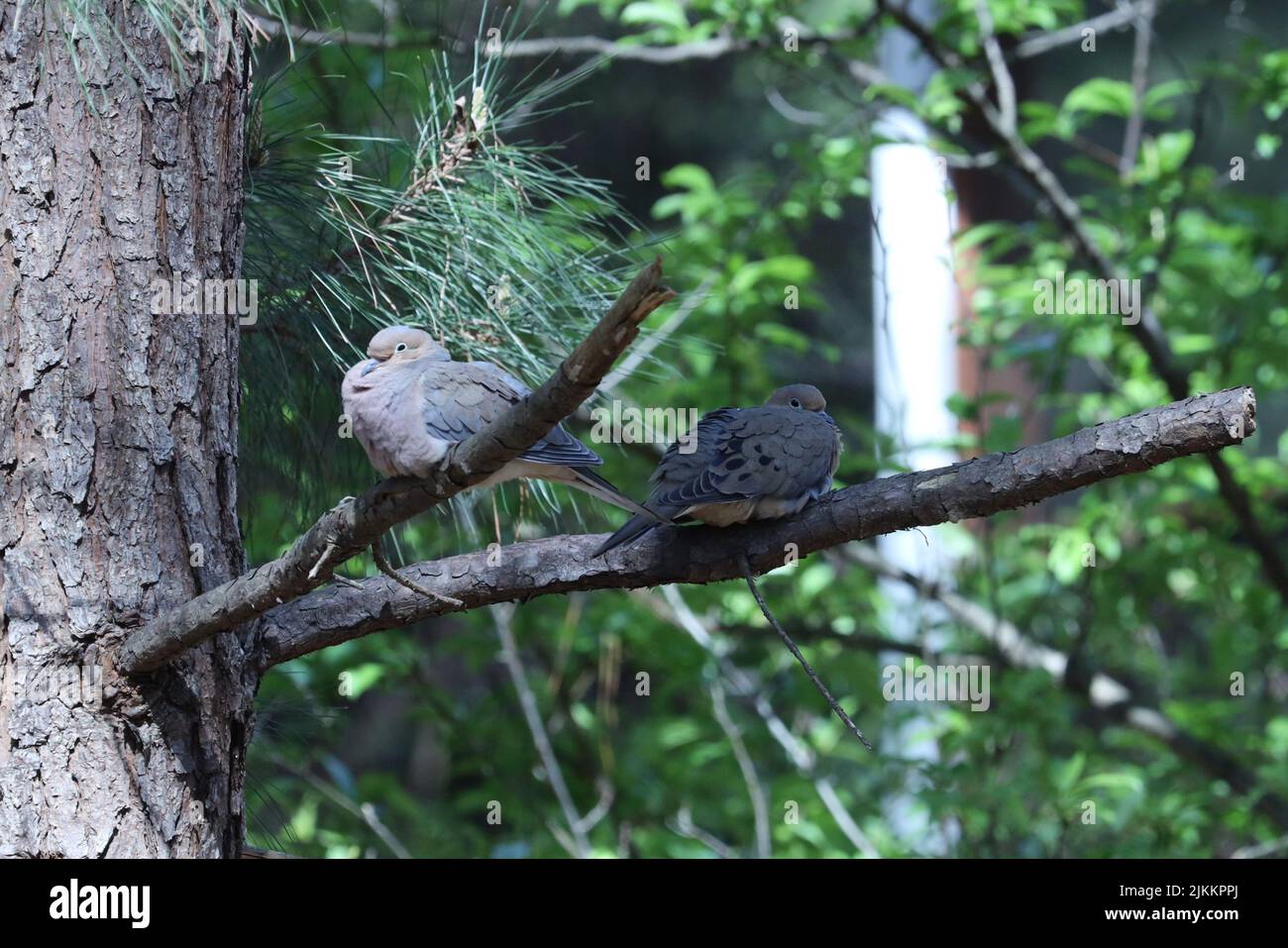 Two cute small birds sitting on a tree Stock Photo - Alamy