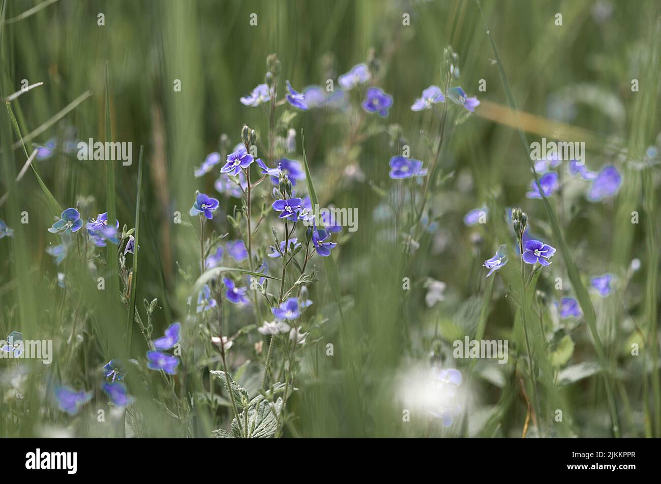 Beautiful blue Germander speedwell flowers grown in the garden in ...