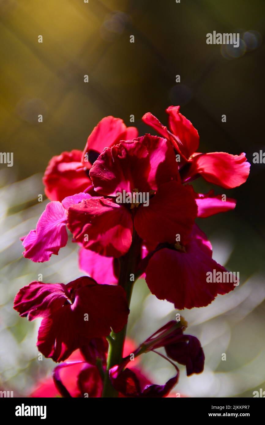 Erysimum cheiri sun hi-res stock photography and images - Alamy