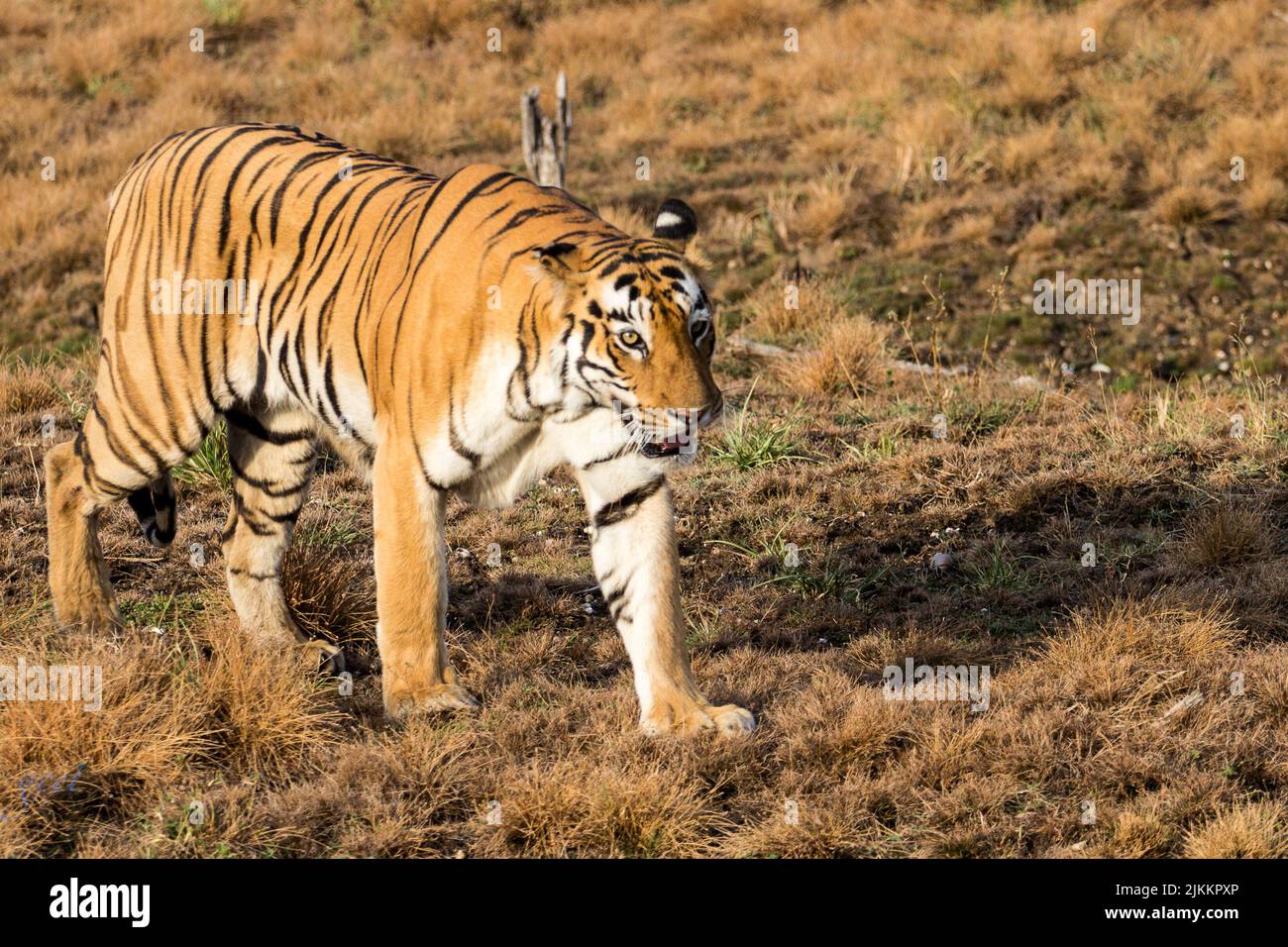 Walking in the meadow hi-res stock photography and images - Alamy
