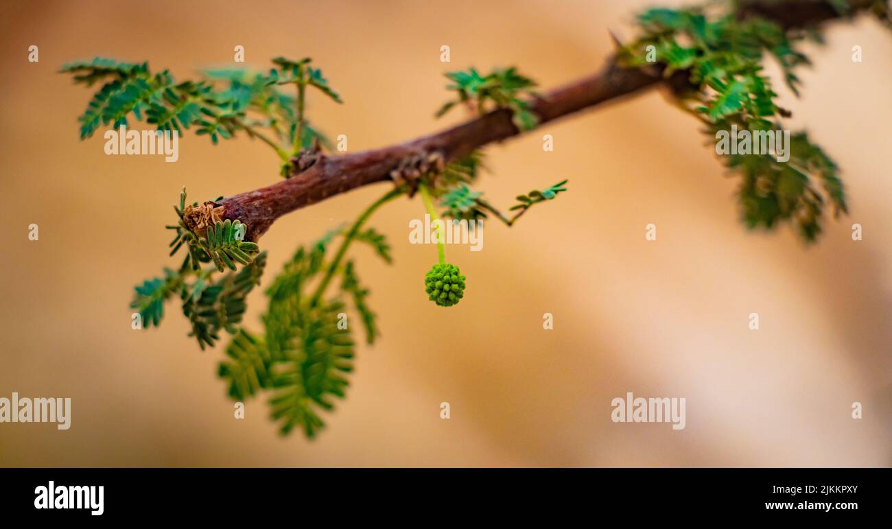 Sprouting tree hi-res stock photography and images - Alamy
