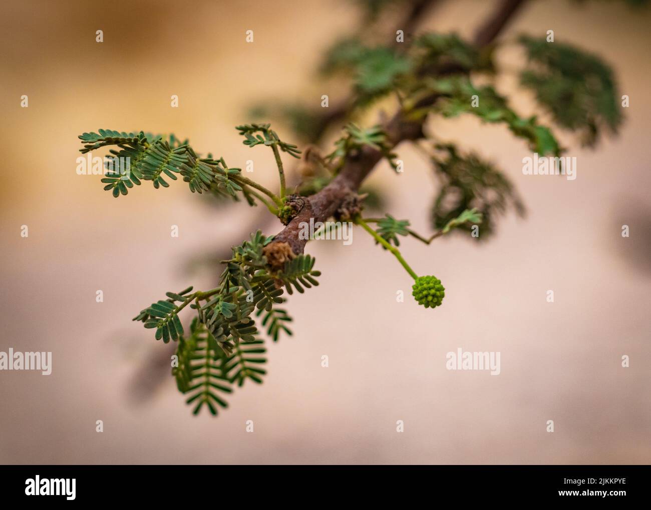 Sprouting tree hi-res stock photography and images - Alamy