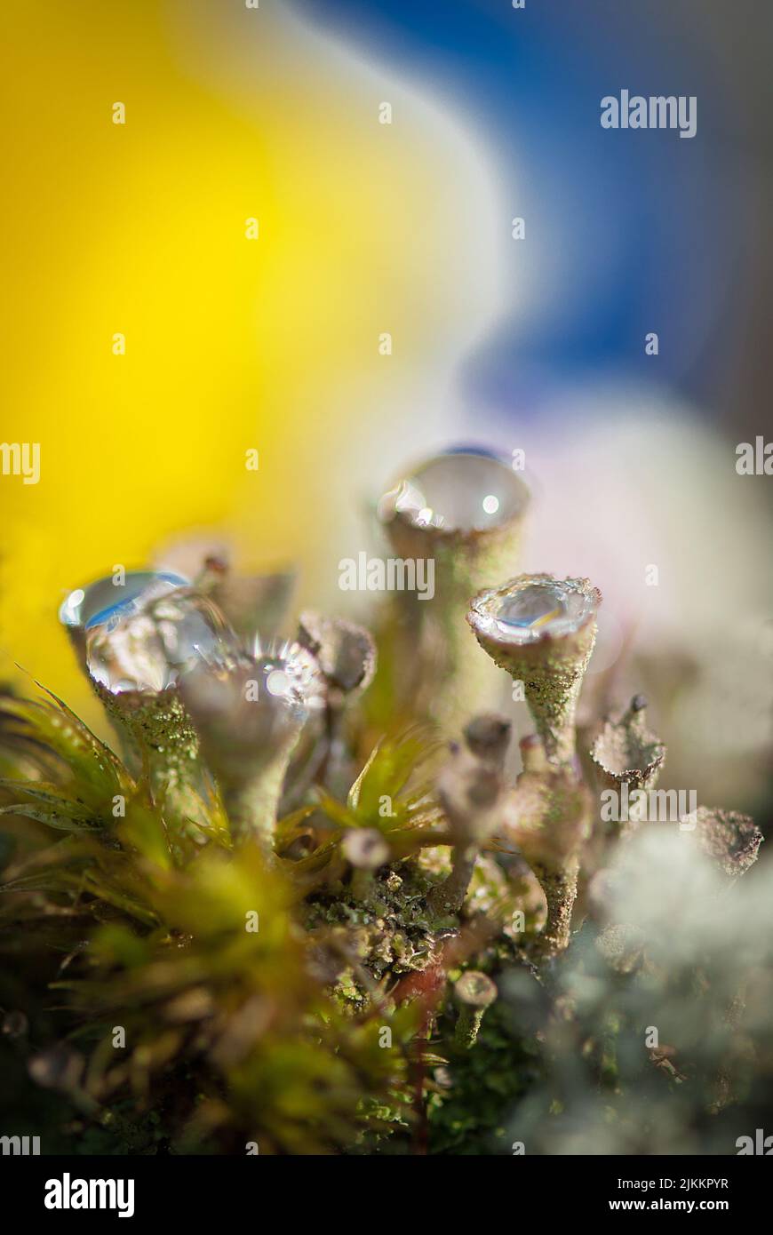 A vertical macro selective focus of red Cladonia the genus of lichen ...