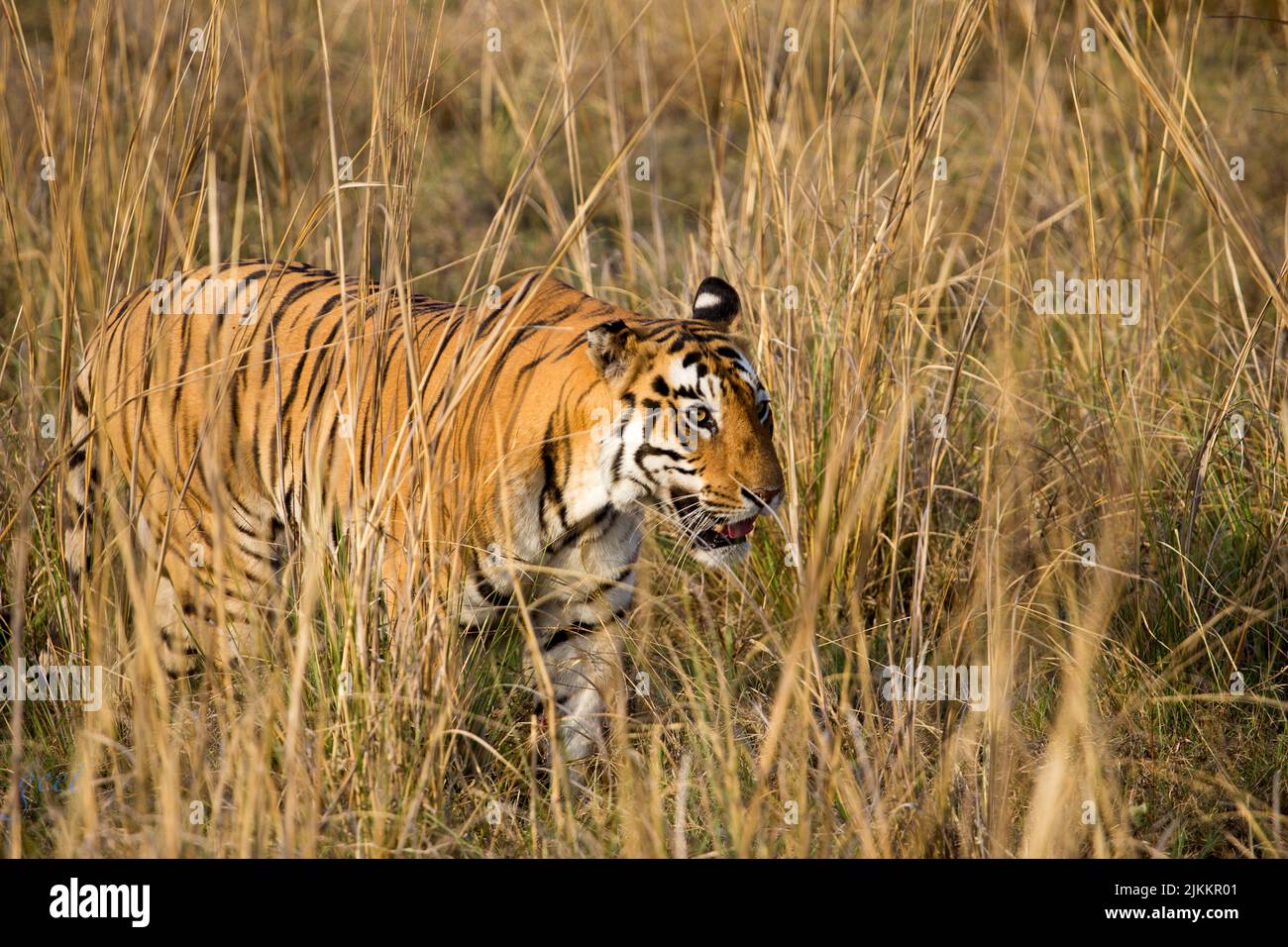 Tiger walking through grass hi-res stock photography and images - Alamy