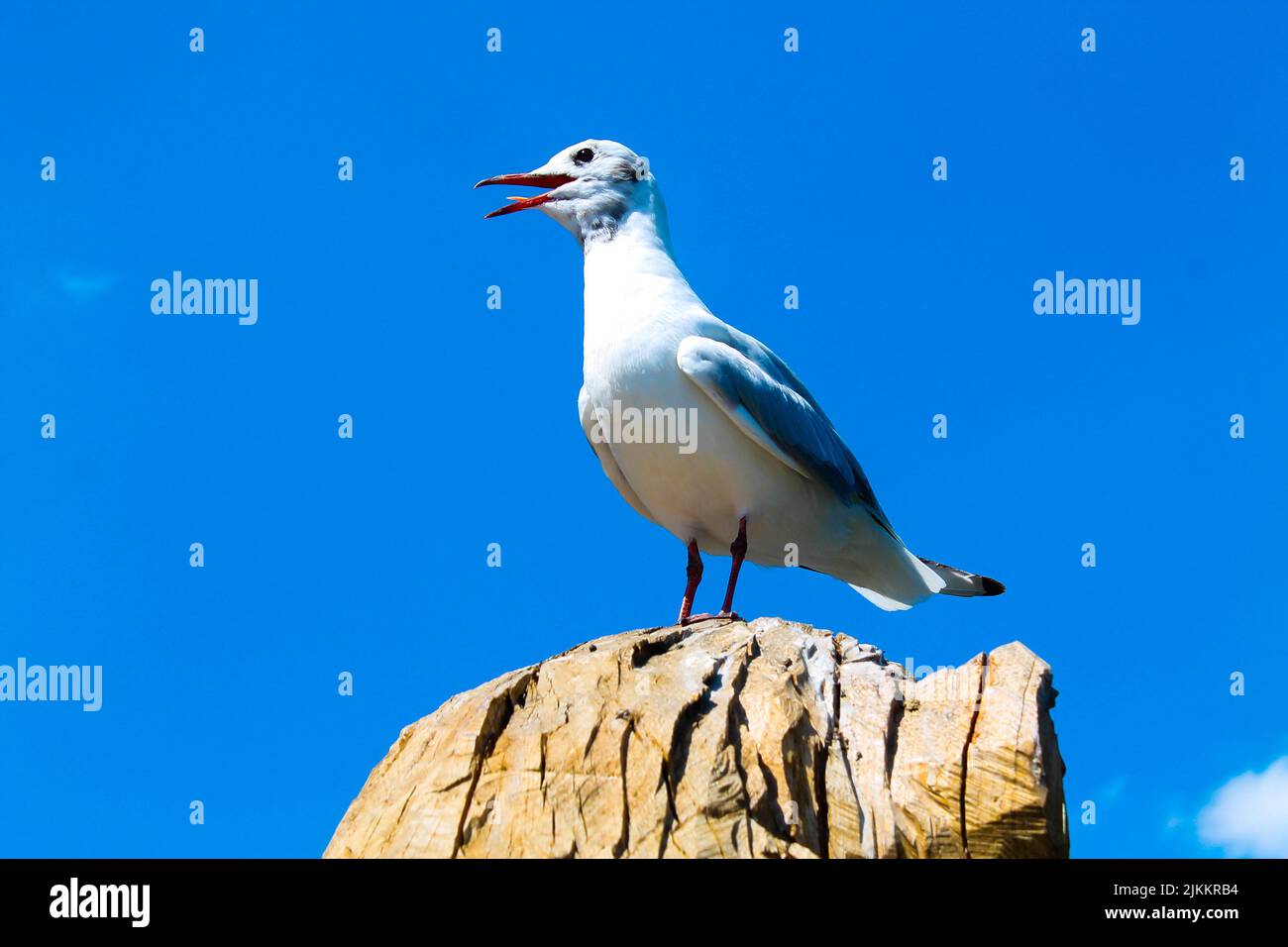 A closeup of a cute seagull standing on a rock with the clear blue sky ...