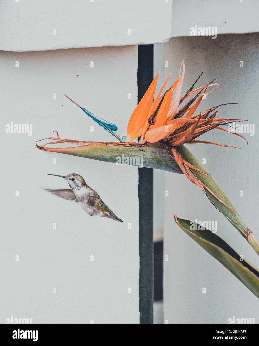 A vertical shot of a Hummingbird flying next to Strelitzia Reginae ...