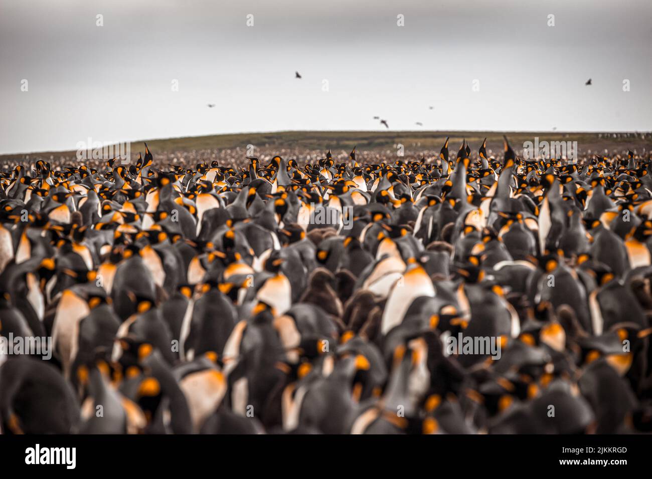 An aerial view of a large group of emperor penguins on the Kerguelen ...