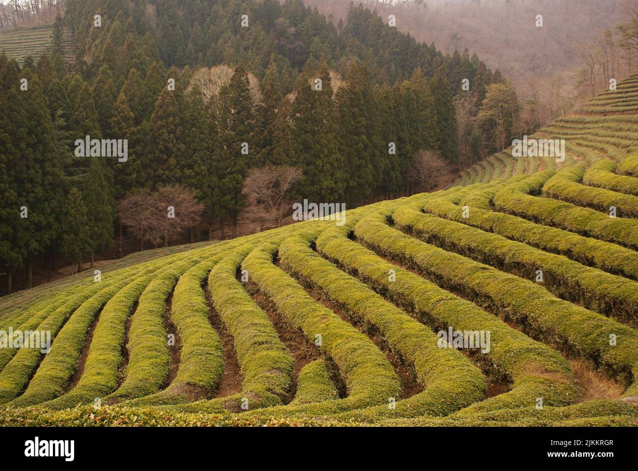 A mesmerizing view of the beautiful Boseong Green Tea Farm in South ...
