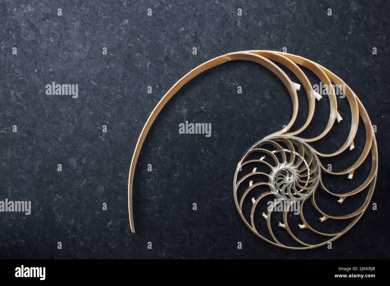 A closeup shot of a large intricate cross-section of sea shell against ...