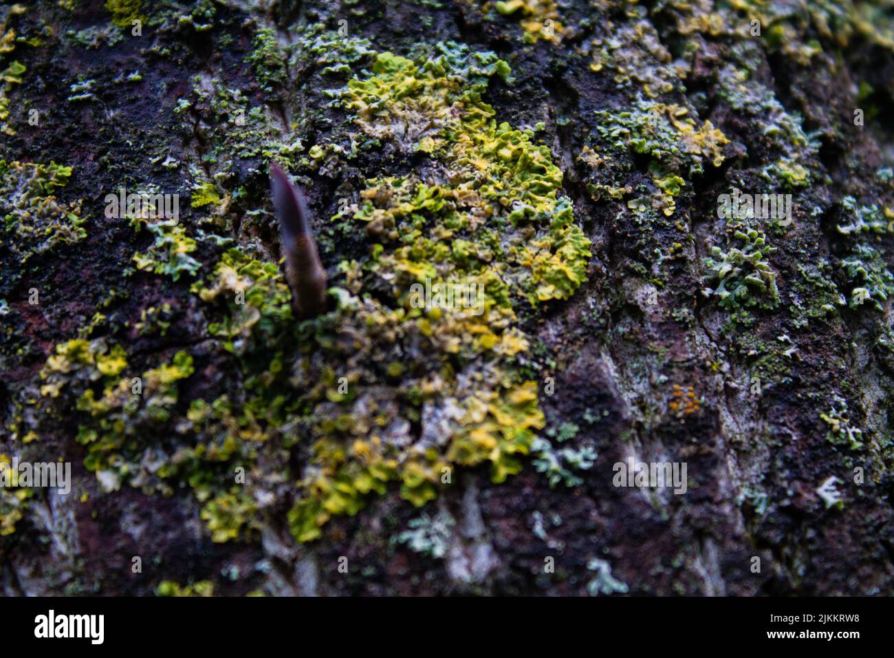 Mossy rock texture hi-res stock photography and images - Alamy