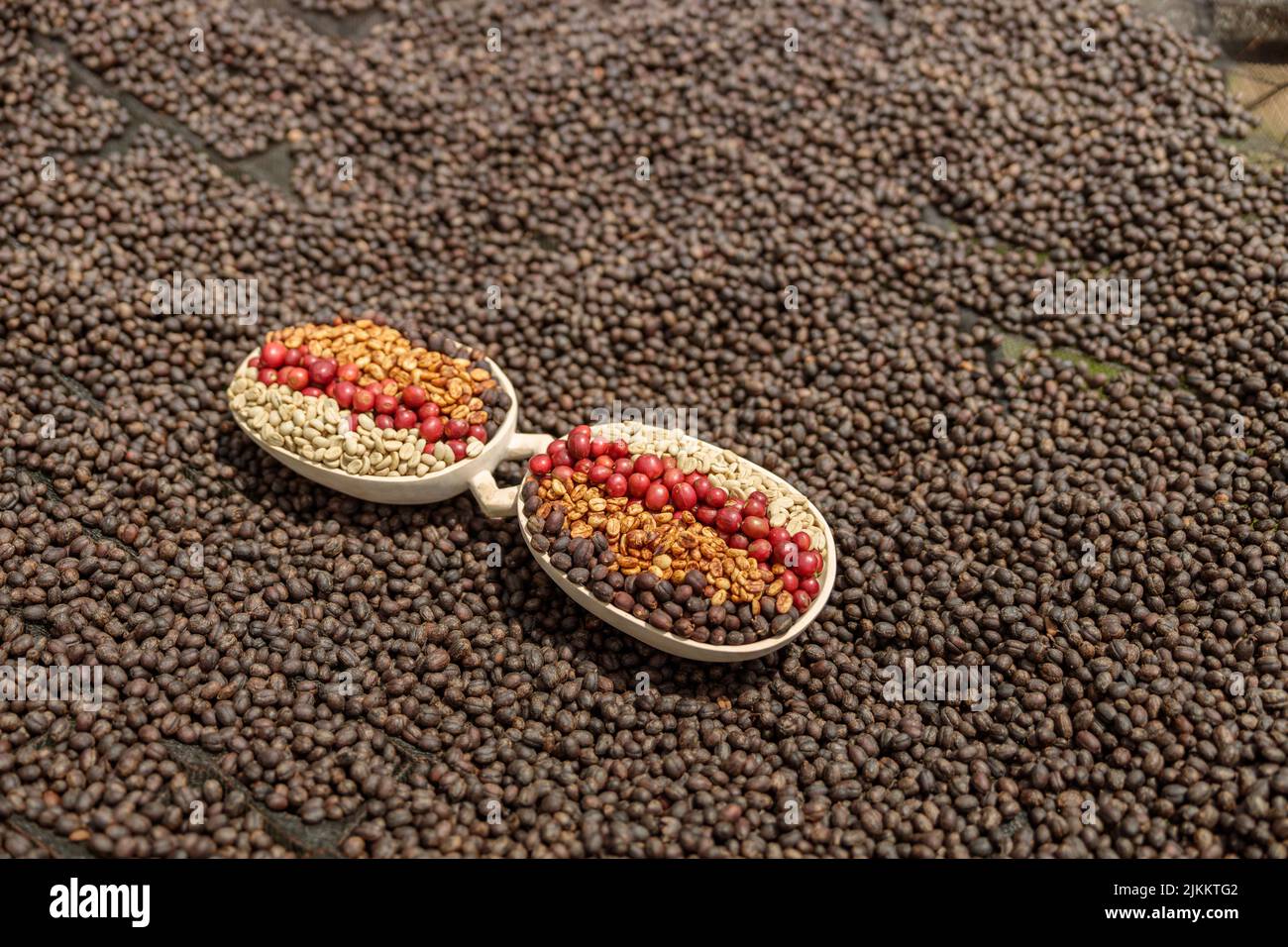 Coffee beans of different processing processes on dried coffee beans ...