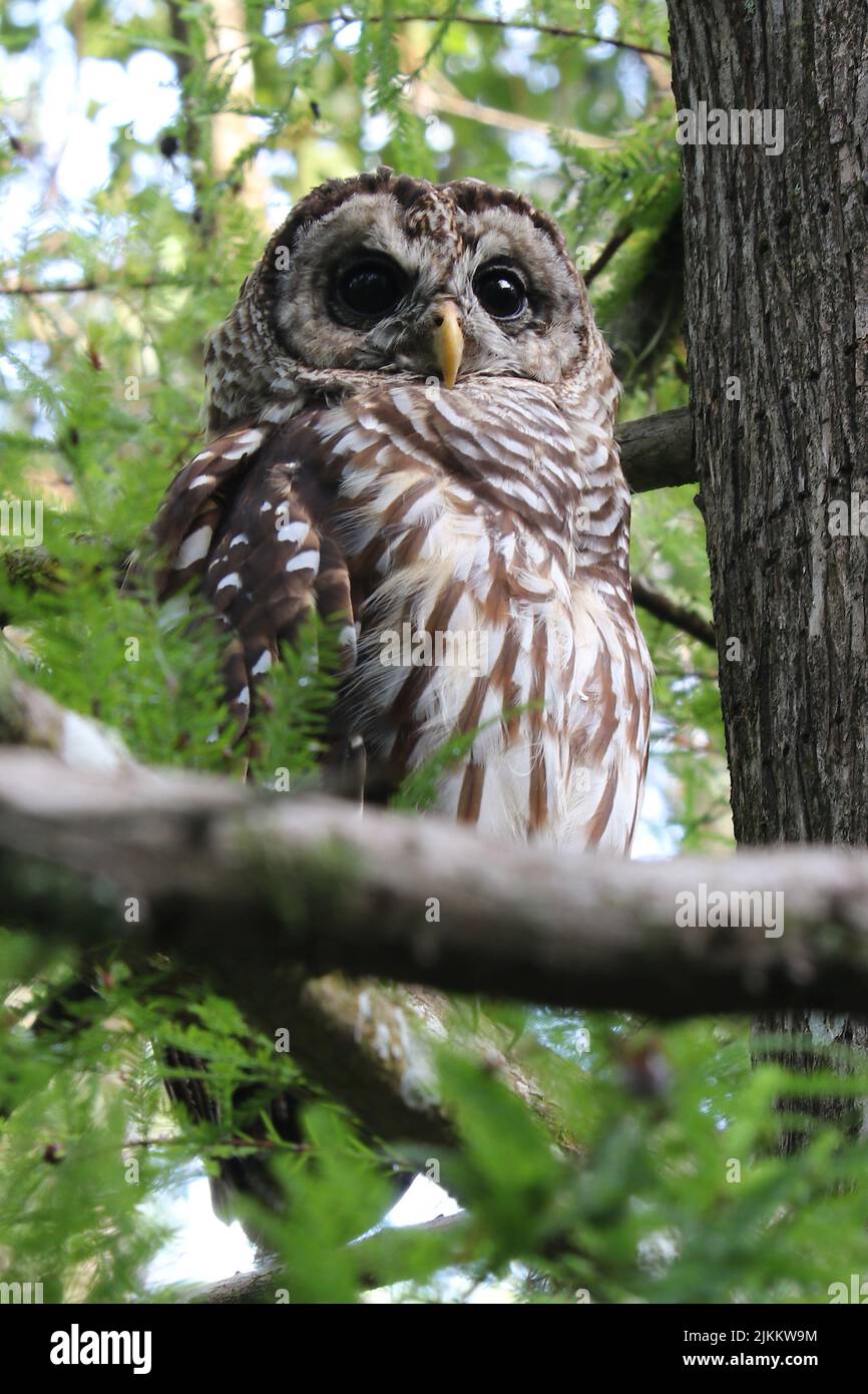 Portrait barred owl eyes hi-res stock photography and images - Alamy