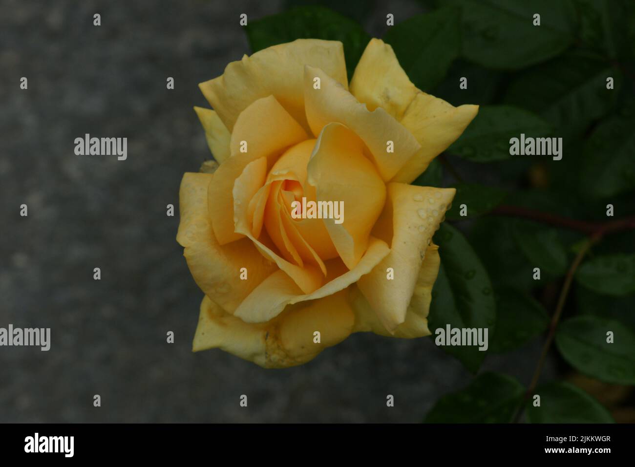 A closeup of a beautiful rose in a park Stock Photo - Alamy