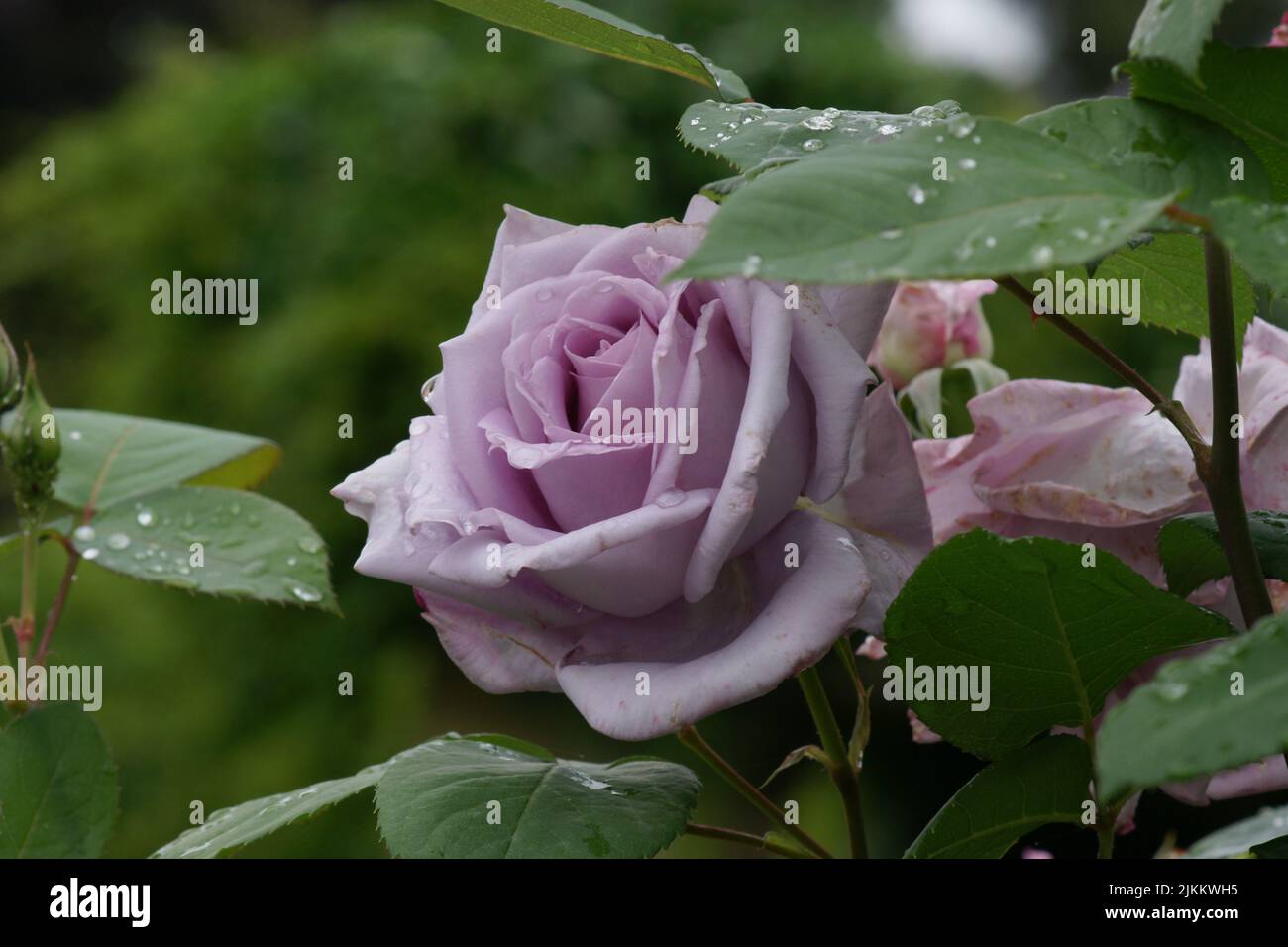 A closeup of a beautiful rose in a park Stock Photo - Alamy
