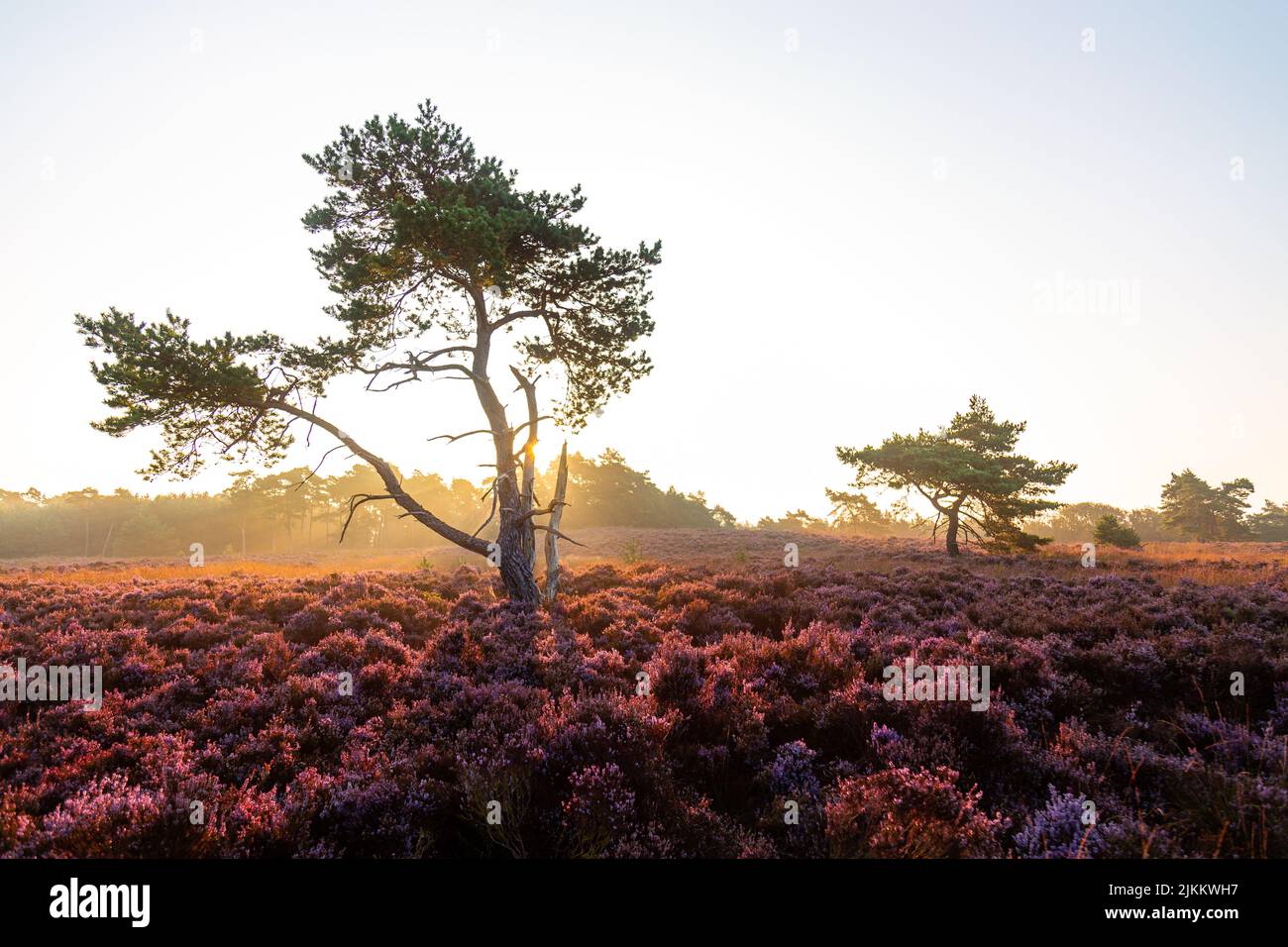 An aerial shot of a beautiful forest on a sunny day Stock Photo - Alamy