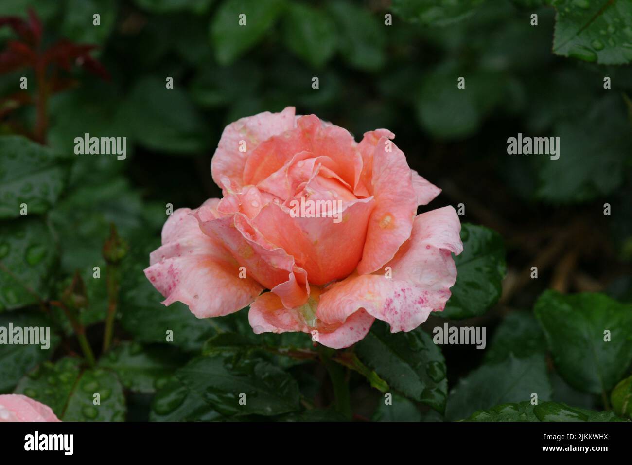 A closeup of a beautiful rose in a park Stock Photo - Alamy