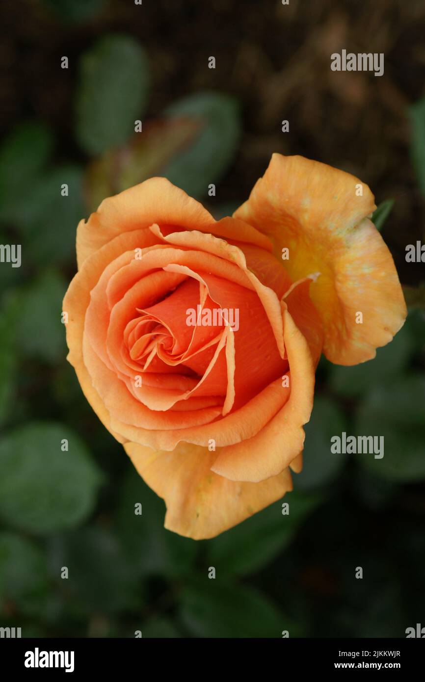 A closeup of a beautiful rose in a park Stock Photo - Alamy