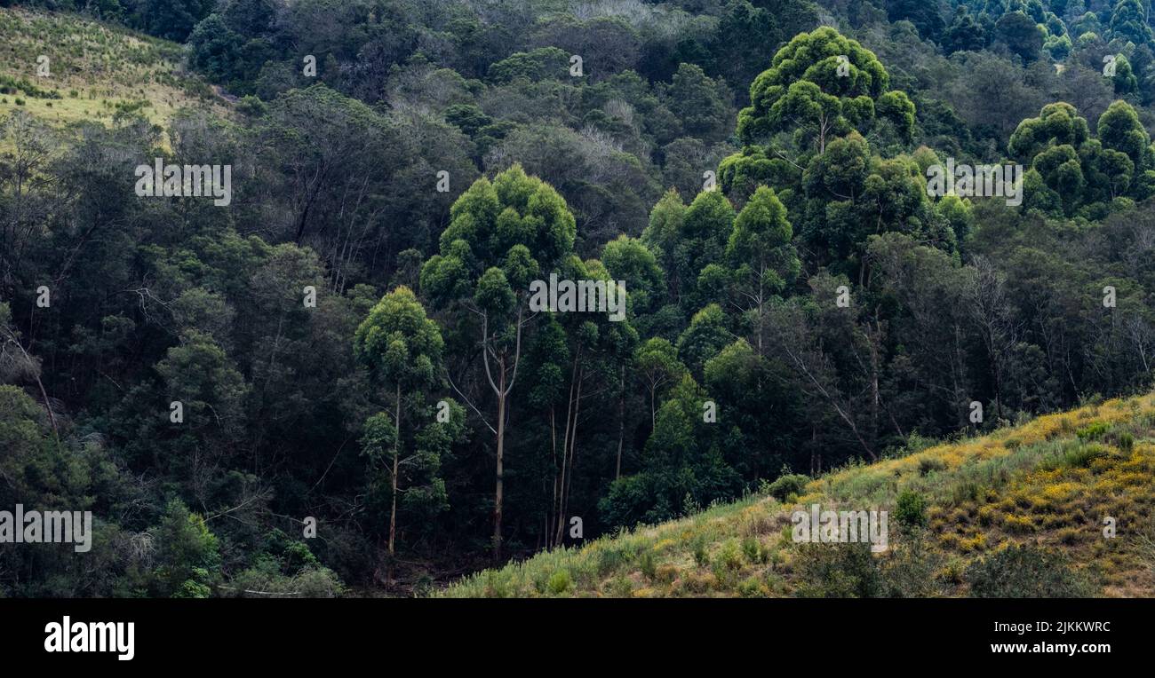 Dense flora hi-res stock photography and images - Alamy
