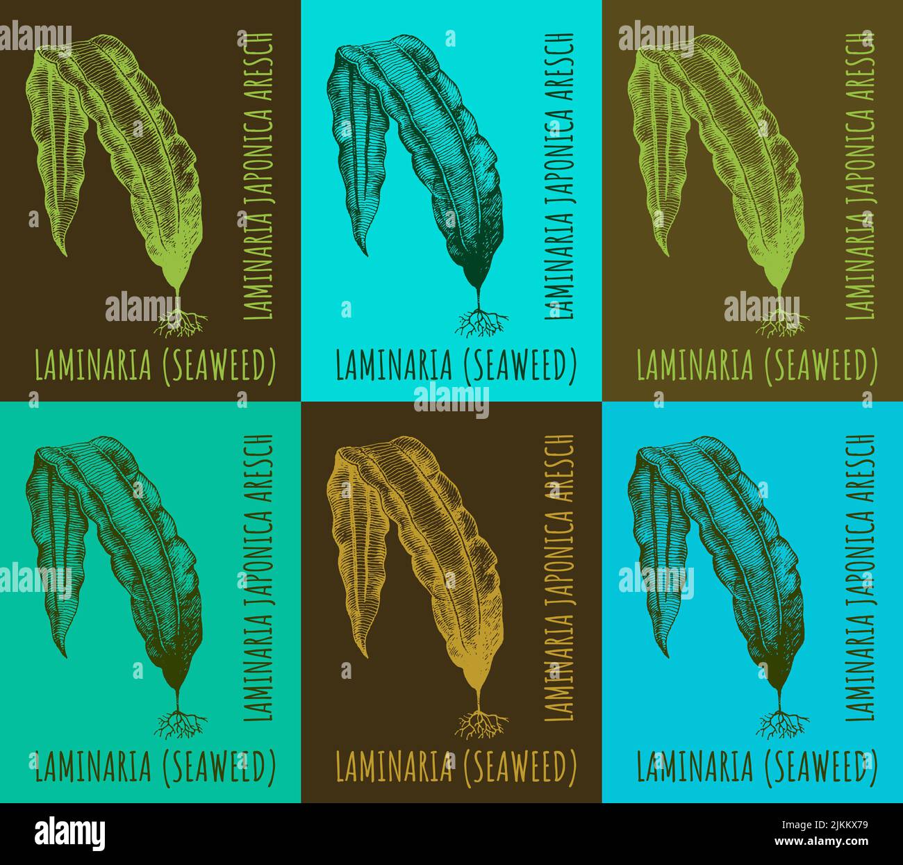 Collection of kelp in different color compositions: laminaria sea kale ...