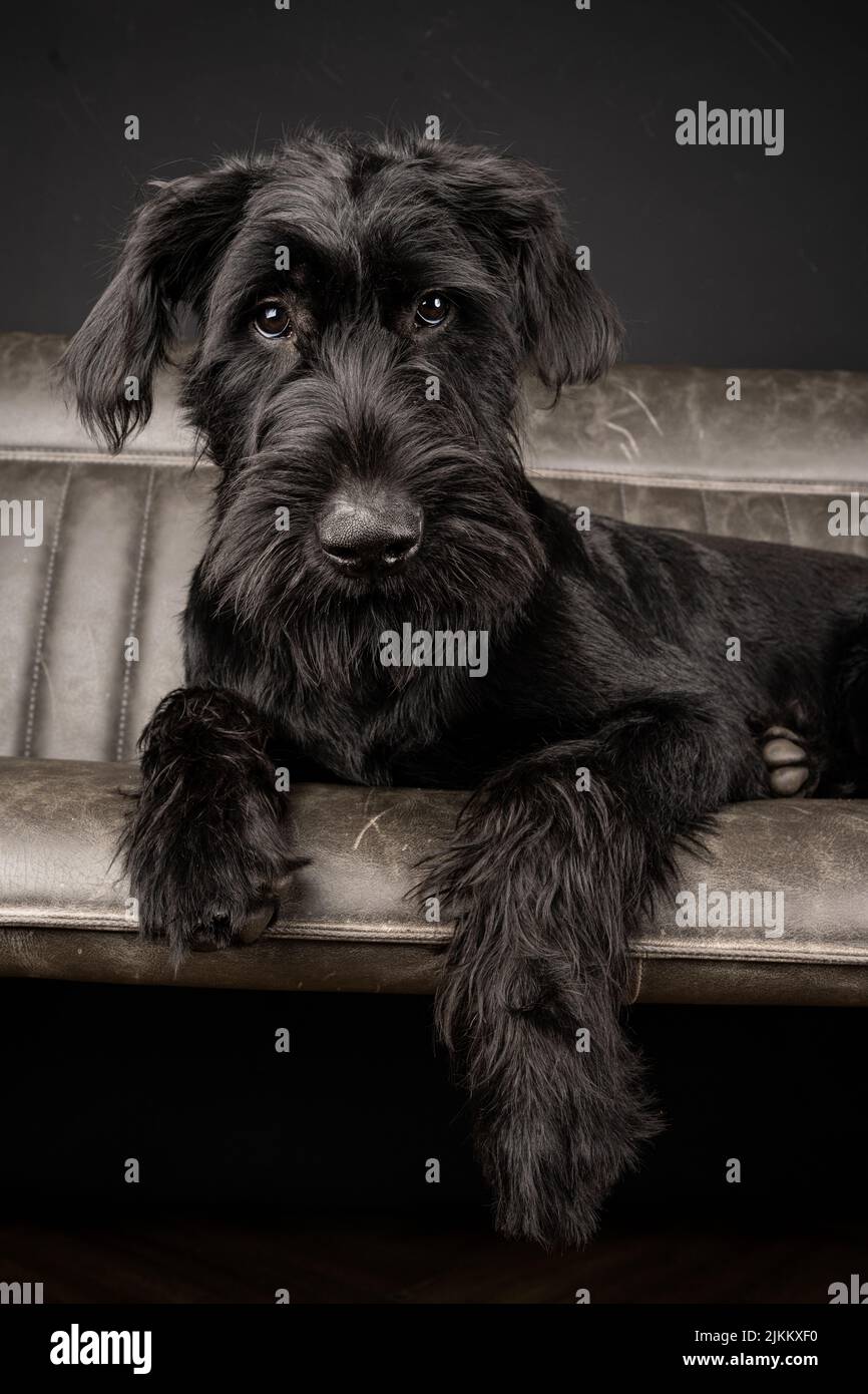 A vertical shot of a Giant Schnauzer looking into the camera Stock ...
