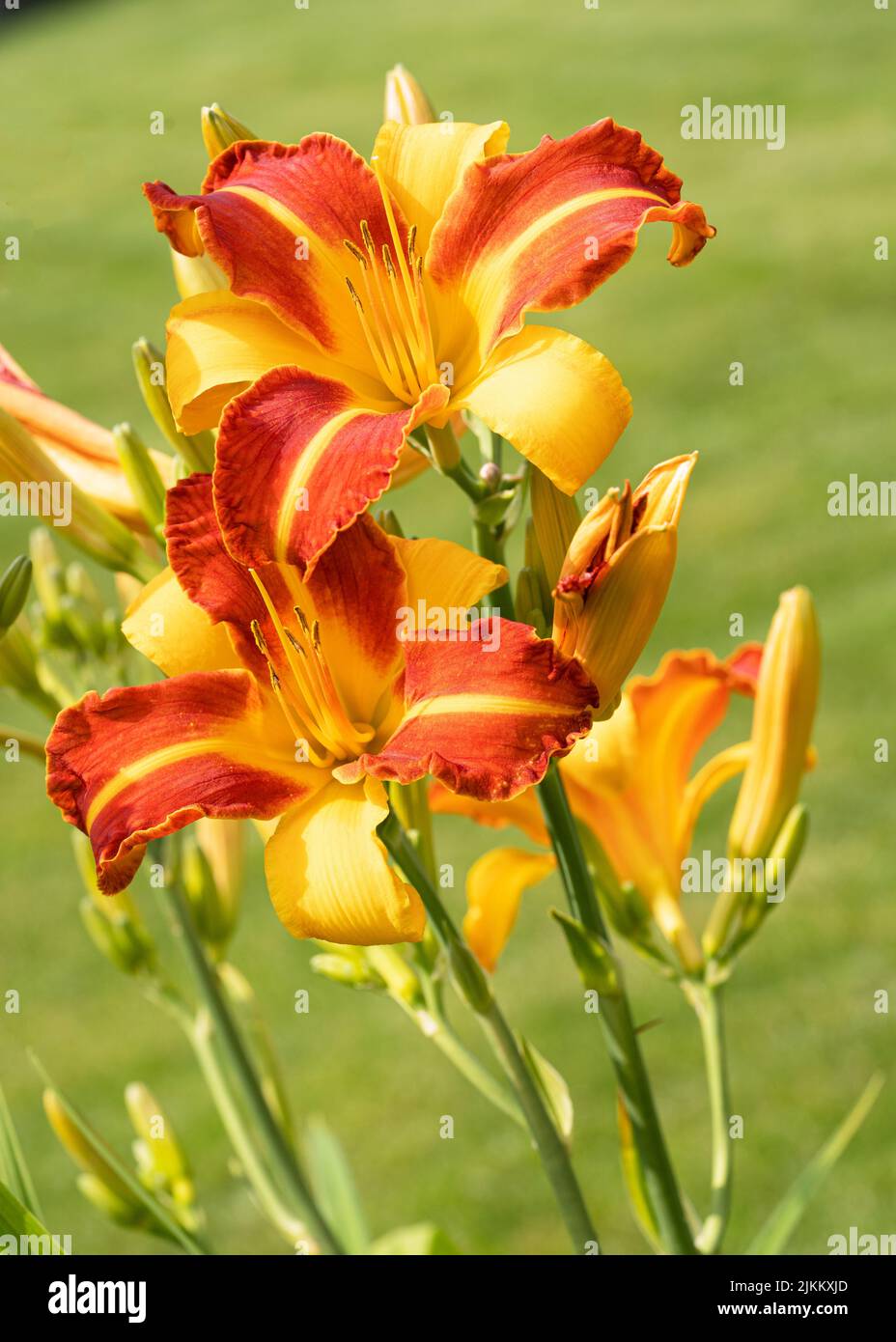 Day lily (Hemerocallis), close up of the flower head Stock Photo - Alamy