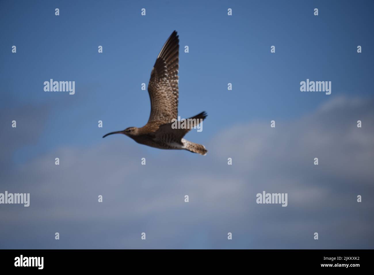 A Eurasian curlew flying in blue sky Stock Photo - Alamy