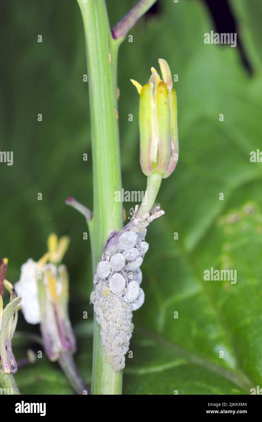 Cabbage aphids (Brevicoryne brassicae) on the flowering radish plant ...