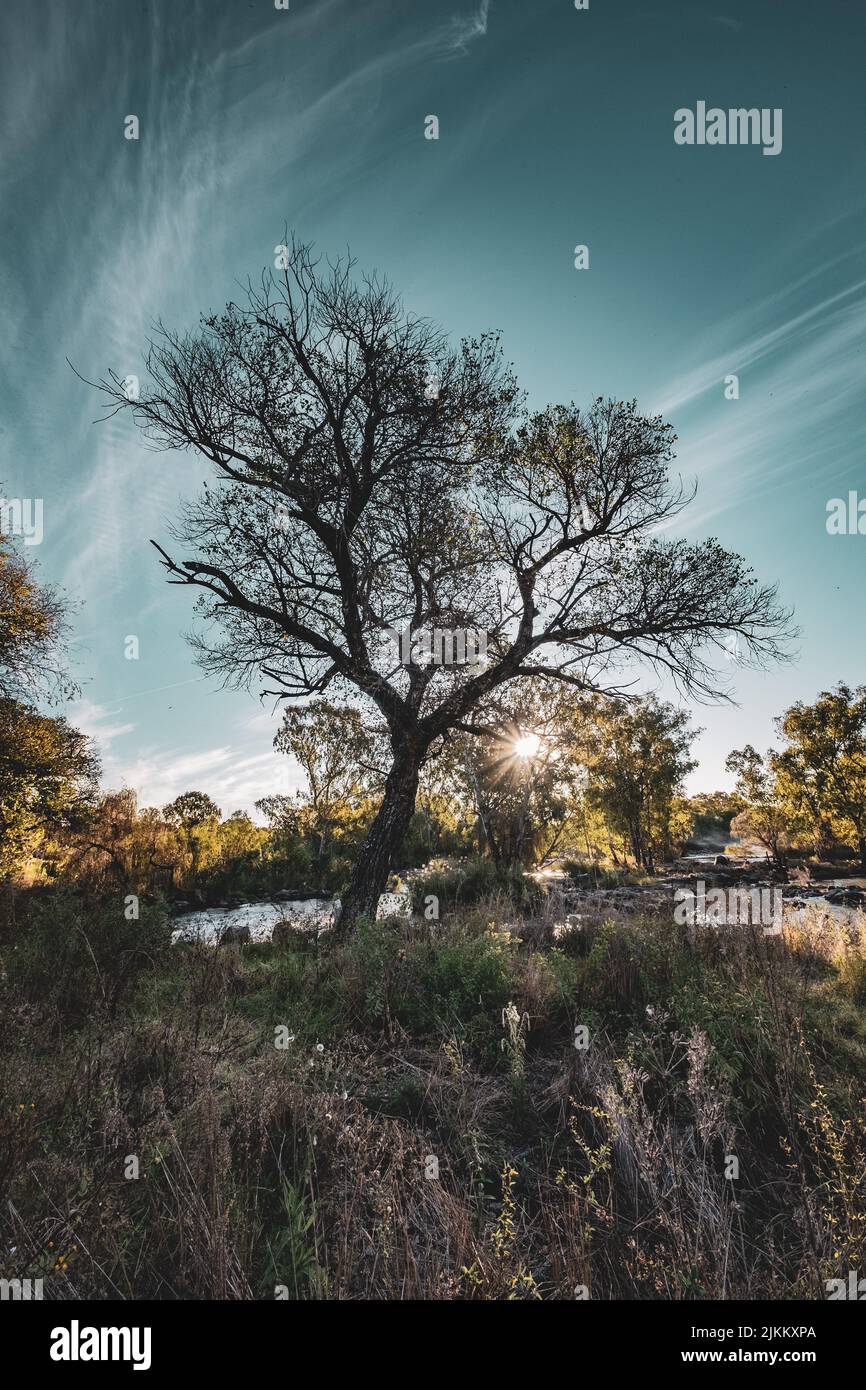 A vertical shot of a tree with crawling branches in a rural area in ...