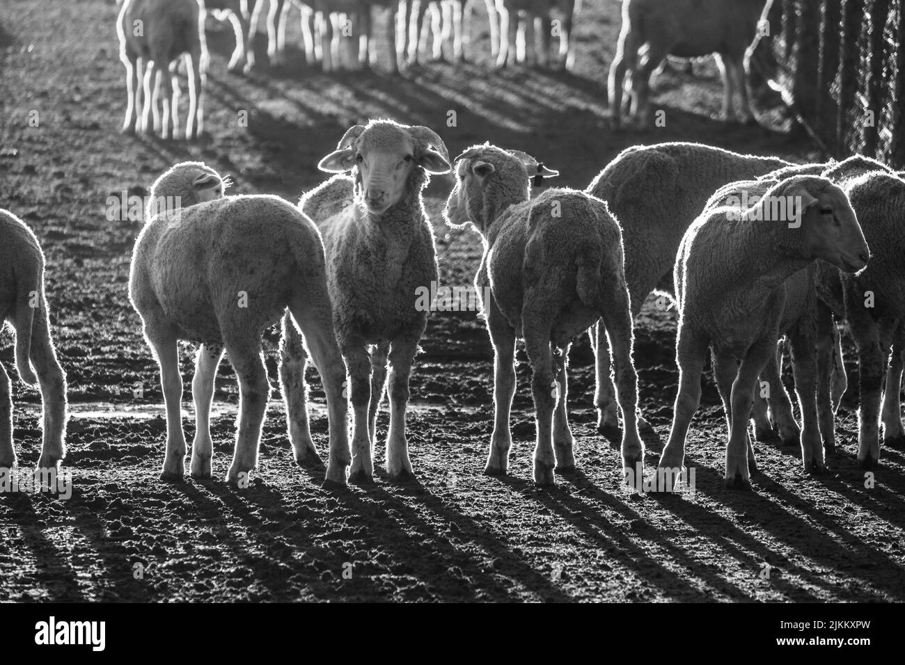 Number sheep hi-res stock photography and images - Alamy