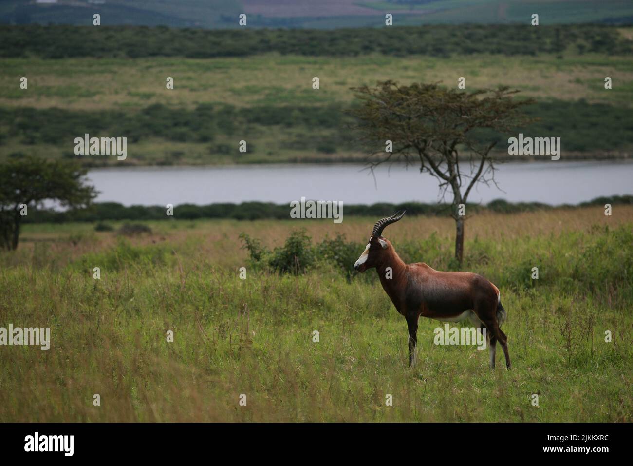 A brown Blesbok antelope in the wilderness Stock Photo - Alamy