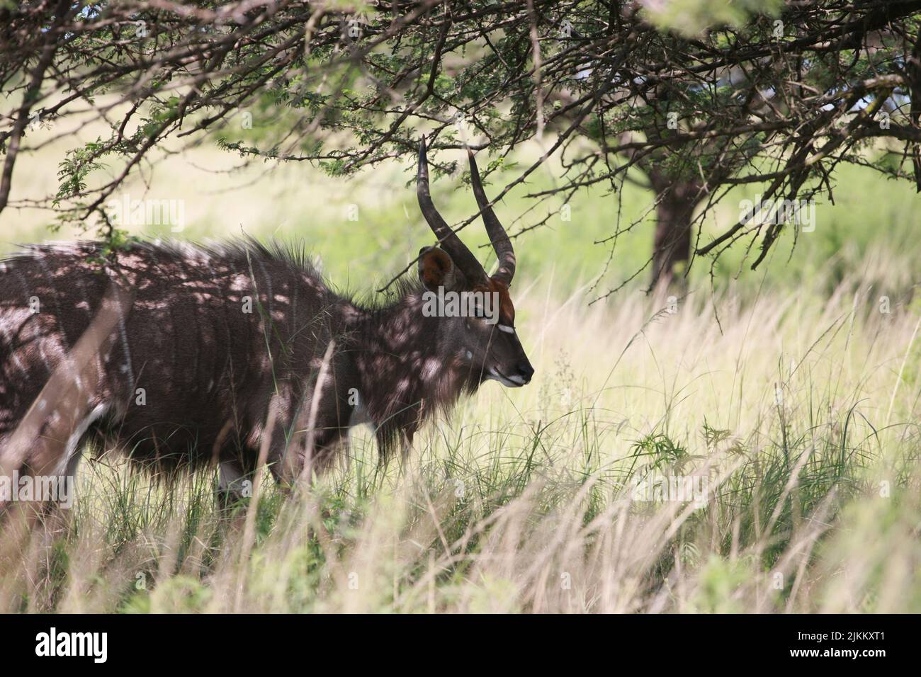 A wild nyala antelope walking near the bushes in the wilderness Stock ...