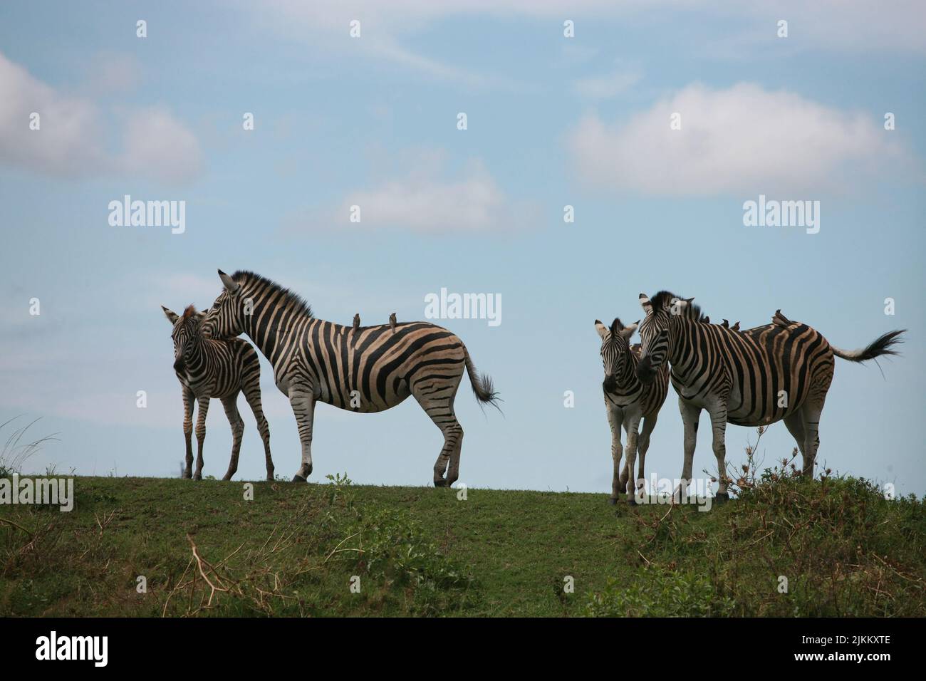 Wildlife zebras hi-res stock photography and images - Alamy