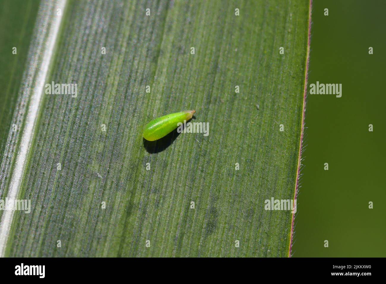 Aphids hunter - pupa of the hoverfly (Syrphidae) on insect on a corn ...