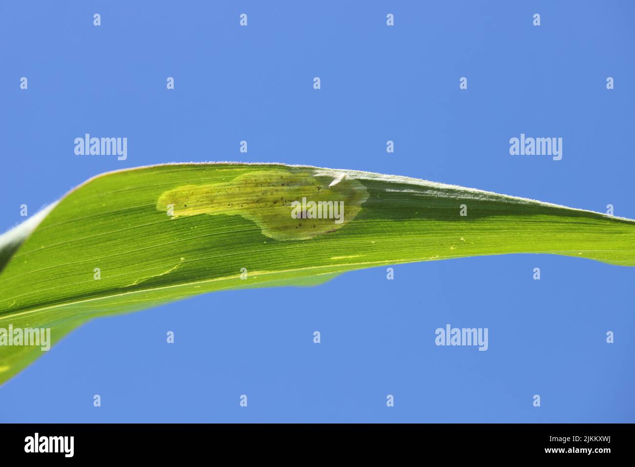 Maize leaf miner damage on corn leaves. Damaged leaf blade by fly ...