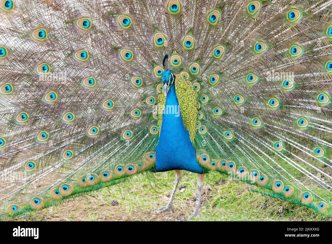Pheasant tail hi-res stock photography and images - Alamy