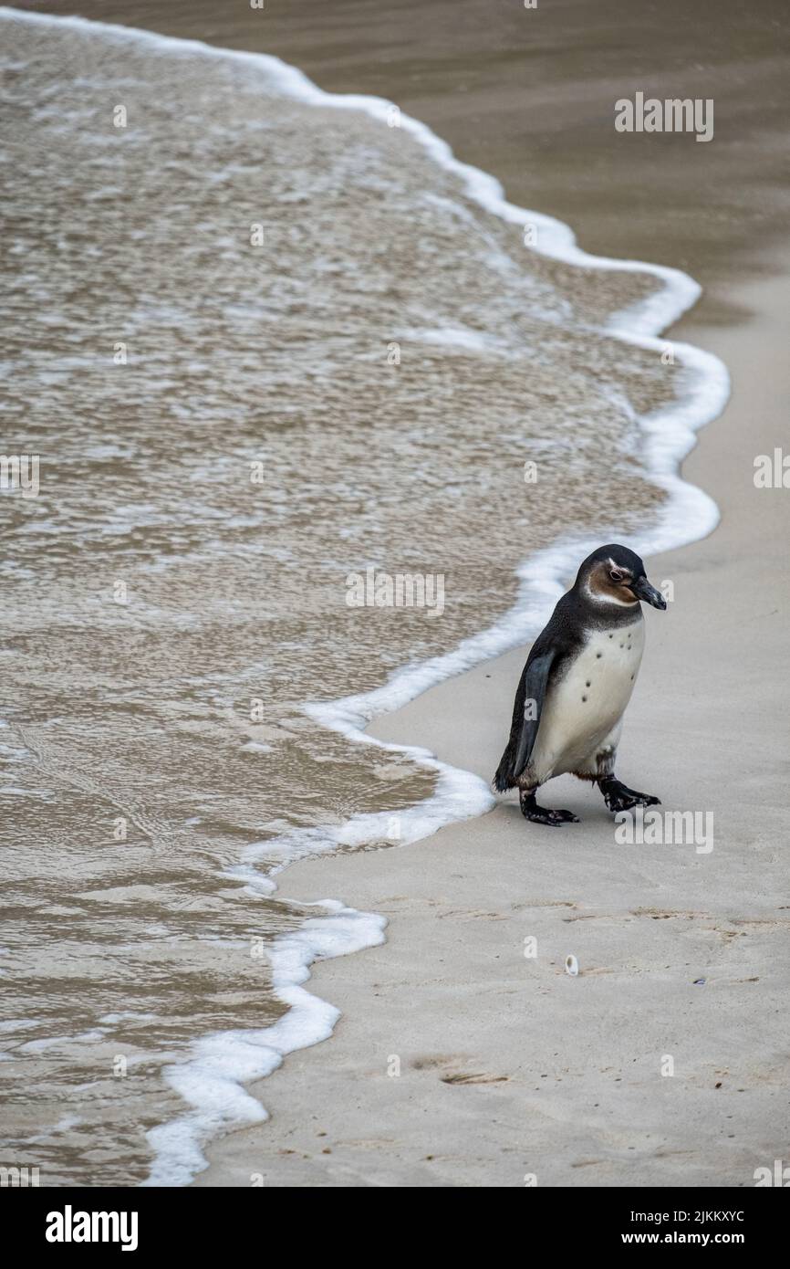 Penguin bird travel hi-res stock photography and images - Alamy