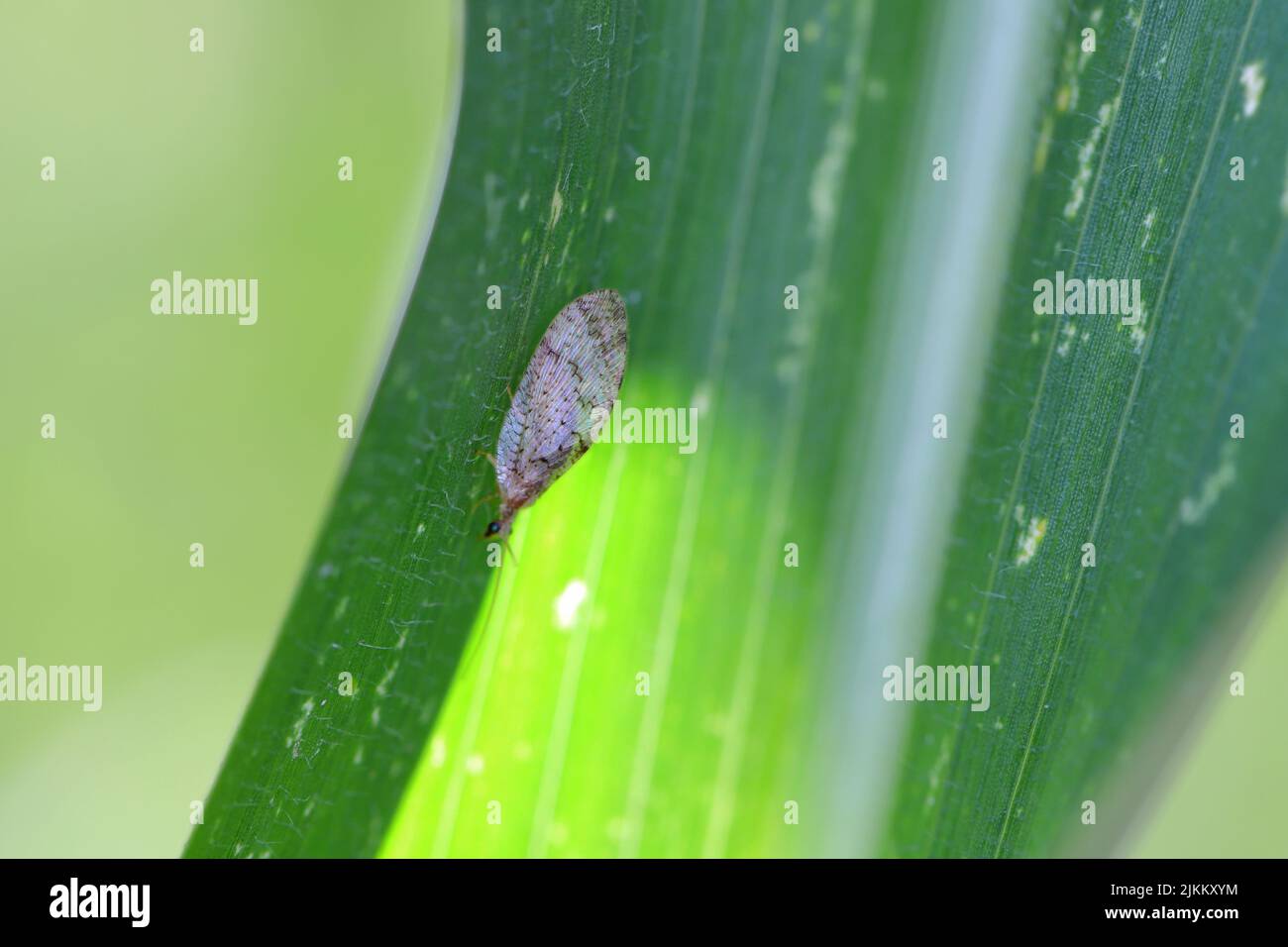 Adult lacewing hi-res stock photography and images - Alamy