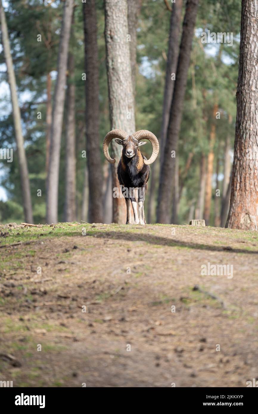 Mouflon deer hi-res stock photography and images - Alamy